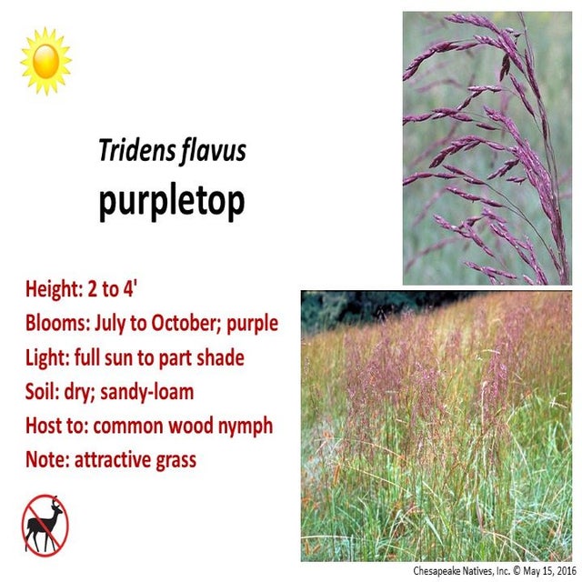 tridens flavus