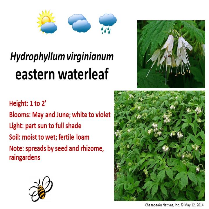 Hydrophyllum virginianum | Chesapeake Natives Inc.