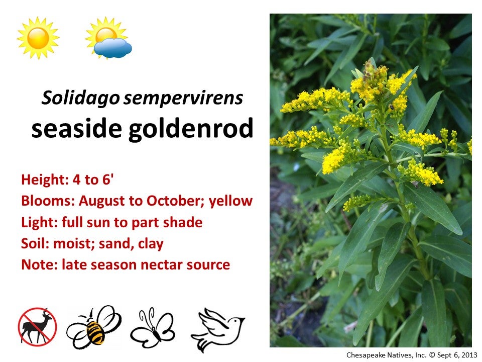 solidago sempervirens