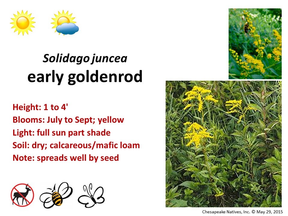 Solidago juncea | Chesapeake Natives Inc.