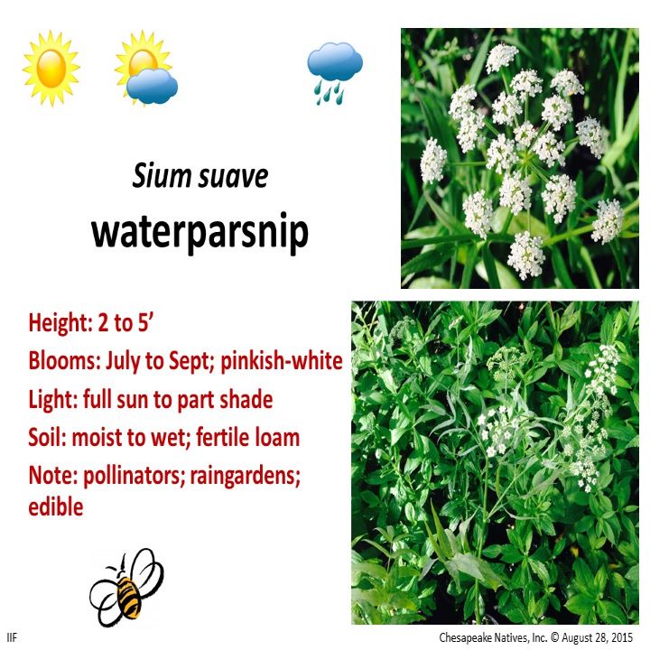 Sium suave | Chesapeake Natives Inc.